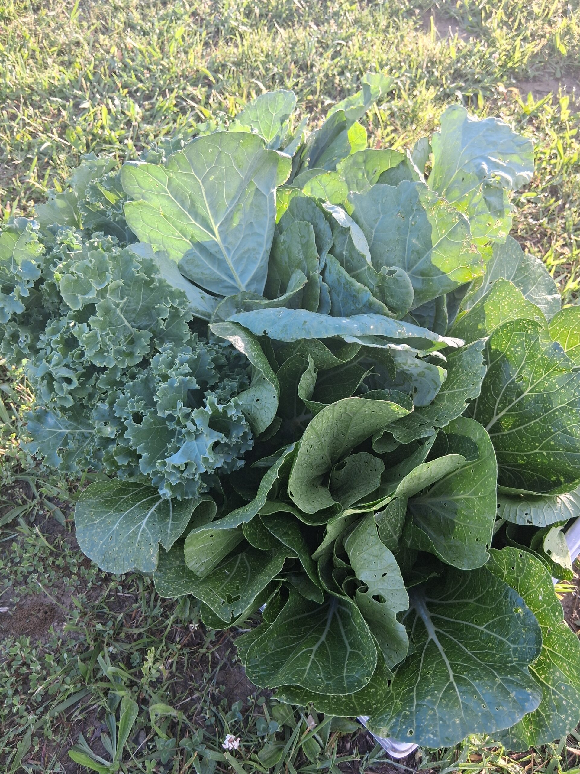 Green Goodness: Collard Greens - My Plant Base Plate